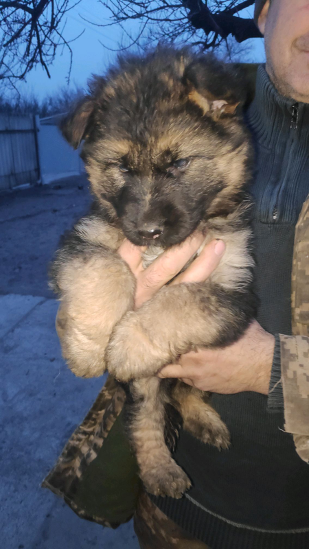 Щенки немецкой овчарки - 2000 ₴, купить на IZI (34514792)