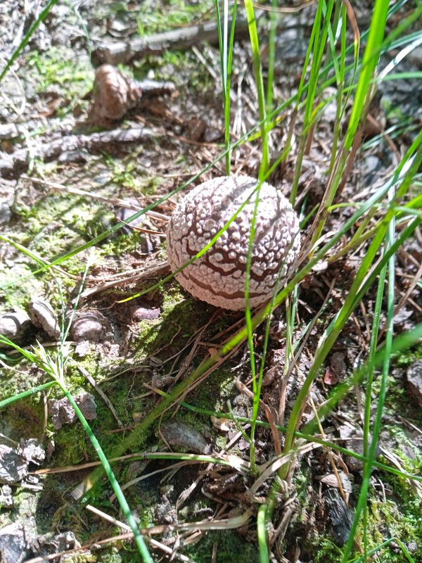 Мухомор пантерний: цена 750 грн - купить Овощи и фрукты, грибы на ИЗИ ...