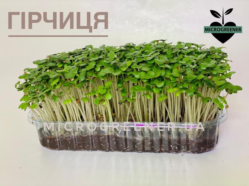 Микрозелень Горчица, Микрогрин, Microgreen, мікрозелень - 50 ₴, купить ...