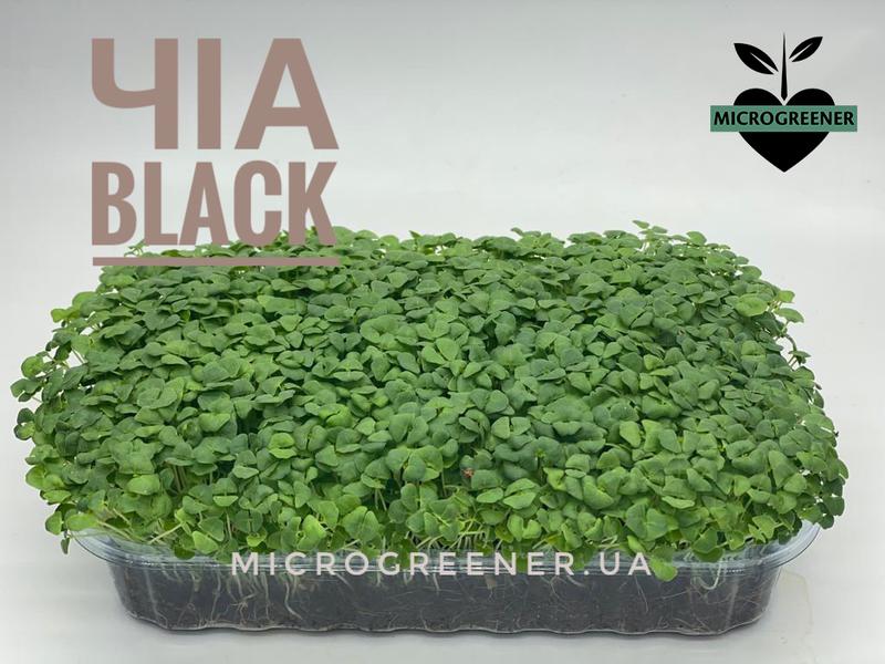 Микрозелень Чиа, Микрогрин Чіа, Microgreen, мікрозелень - 50 ₴, купить ...